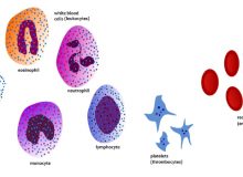 What causes MPNs? – MPN Voice